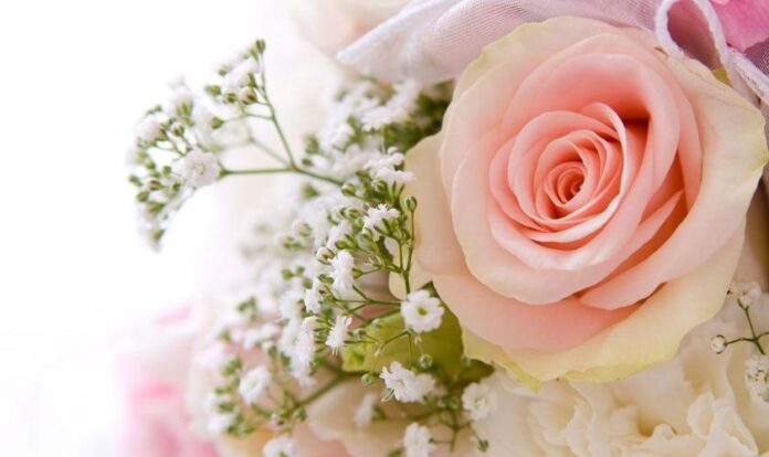 Hình nền máy tính hoa hồng đẹp mới, chất lượng nhất 2025