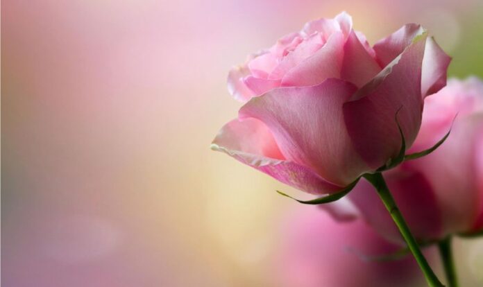 Hình nền máy tính hoa hồng đẹp mới, chất lượng nhất 2025